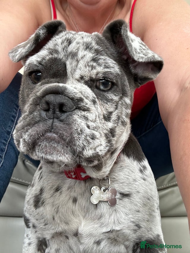 French x English bulldog for sale in Basingstoke | Pets4Homes