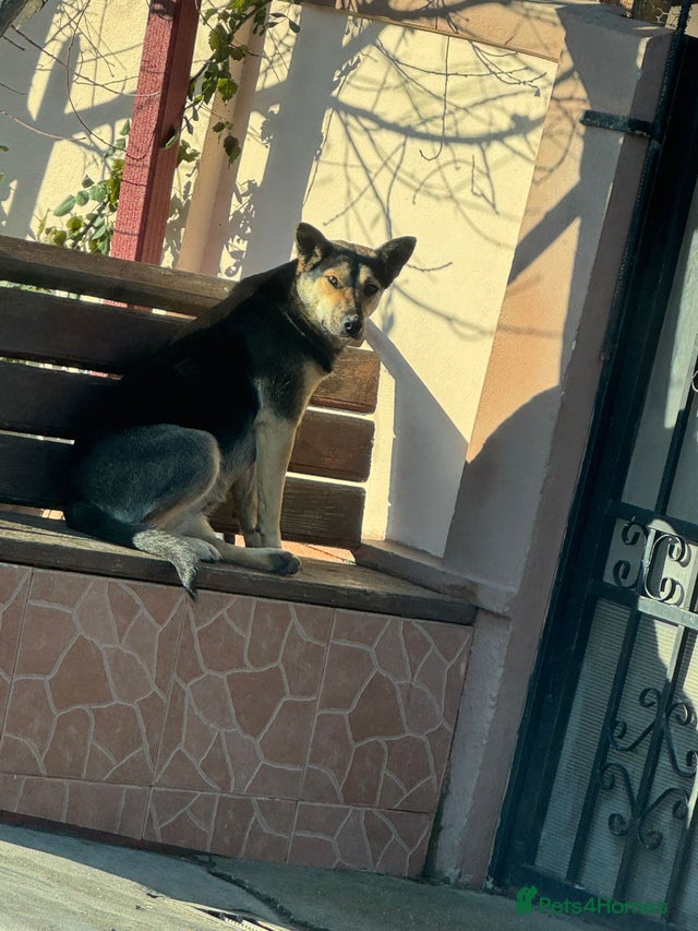 🐾 Meet LUPA – Your Loyal Shadow in the Making 💛 for adoption in ...