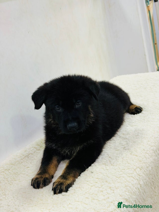 DDR Working Line GSD Puppies Rare Working Lines for sale in Ashton ...
