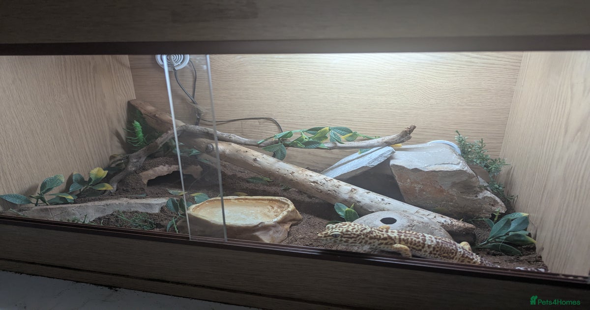 Leopard Geckos – Proven Breeders + Full Setup! for sale in Milton Keynes | Pets4Homes