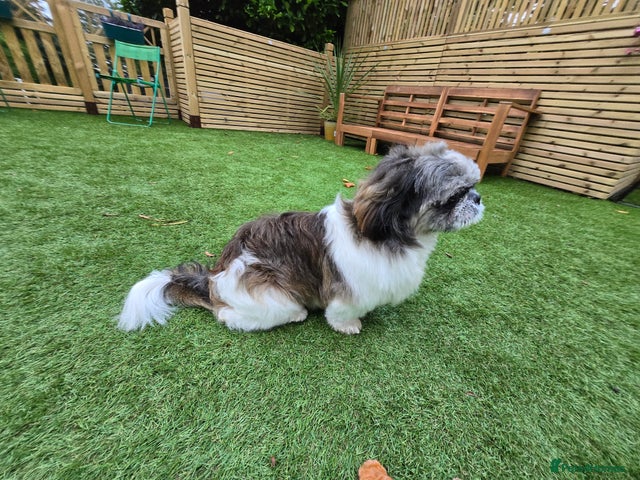 Stud Available – KC Registered Shih Tzu for stud in Leeds | Pets4Homes