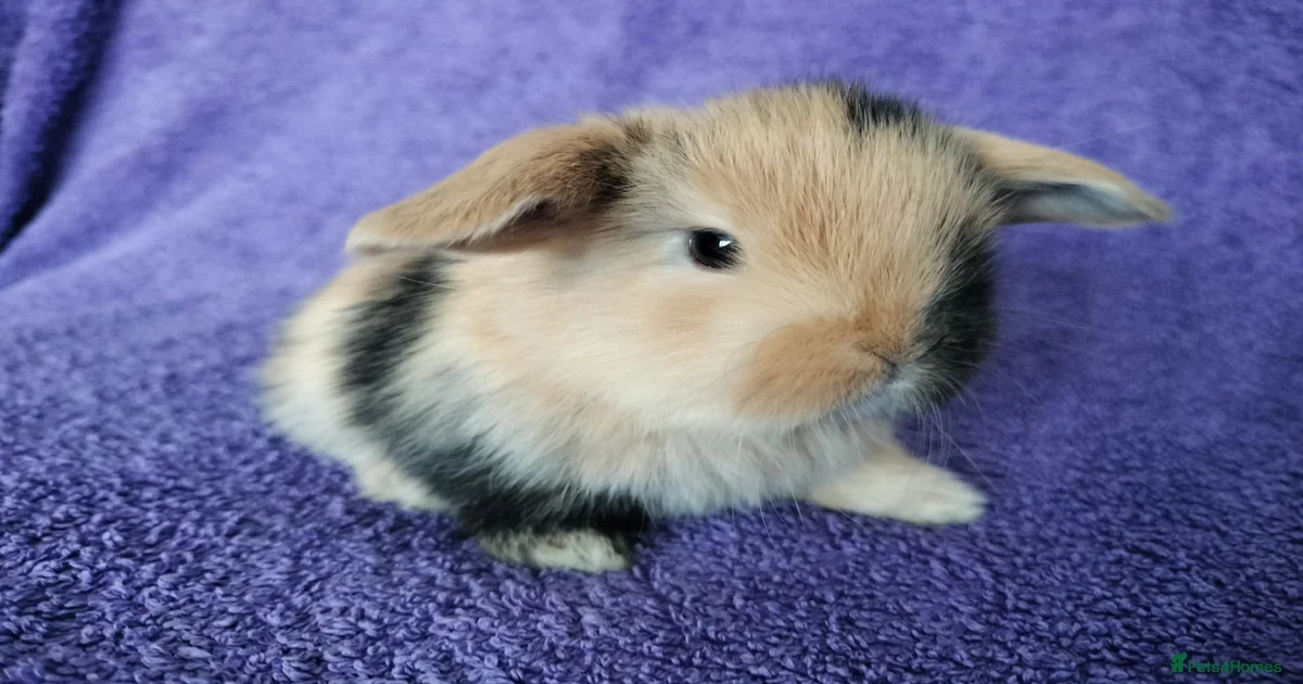 Baby mini lop rabbits for sale for sale in Newcastle upon Tyne | Pets4Homes