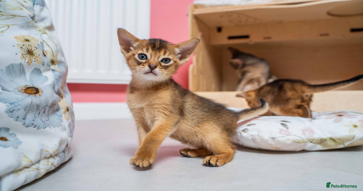 New Advertising! Exceptional Abyssinian Boys; TICA for sale in Slough ...