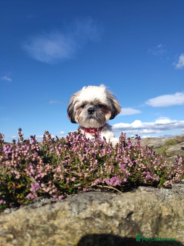 Malshi Dogs Breed - Information, Temperament, Size & Price | Pets4Homes