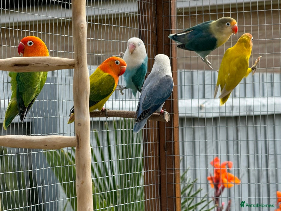 Lovebirds birds for sale | Pets4Homes