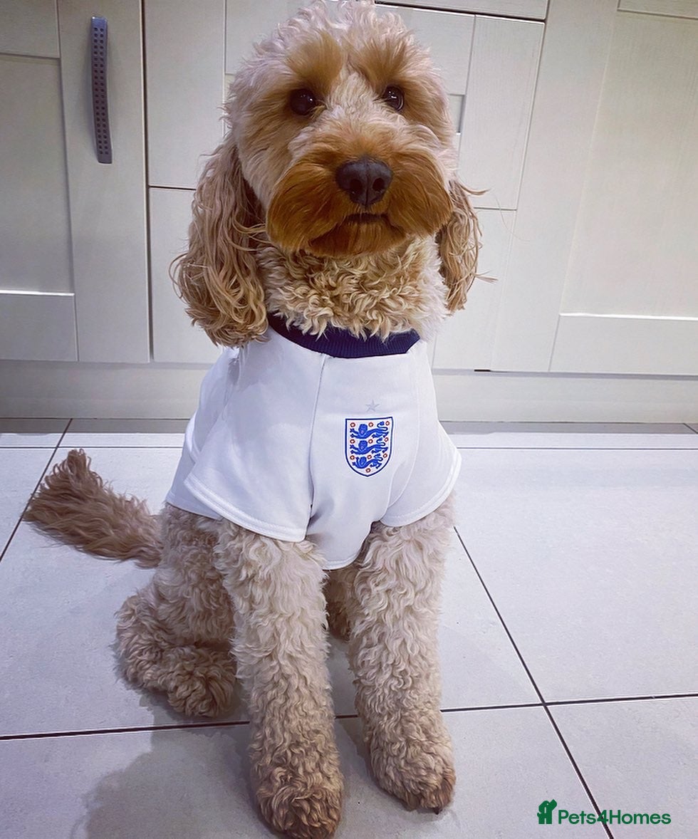 Henry is our stunning experienced Red F1 Cockapoo for stud in Cannock ...