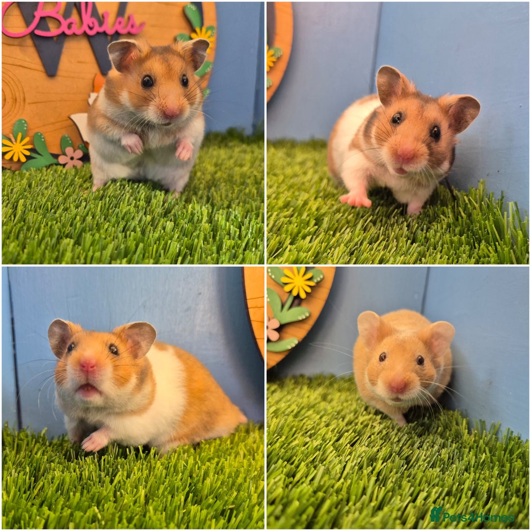Syrian Hamster rodents for sale | Pets4Homes