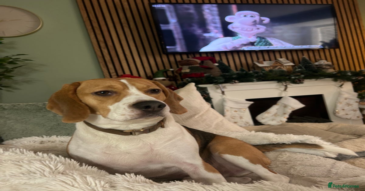 2 year old male beagle for sale in Bristol | Pets4Homes