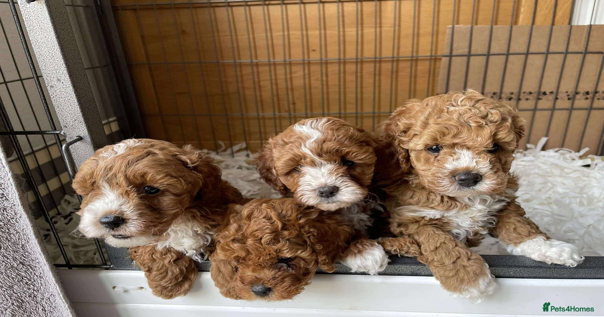 Beautiful Red F1B Toy Cavapoo puppies for sale in Wakefield | Pets4Homes