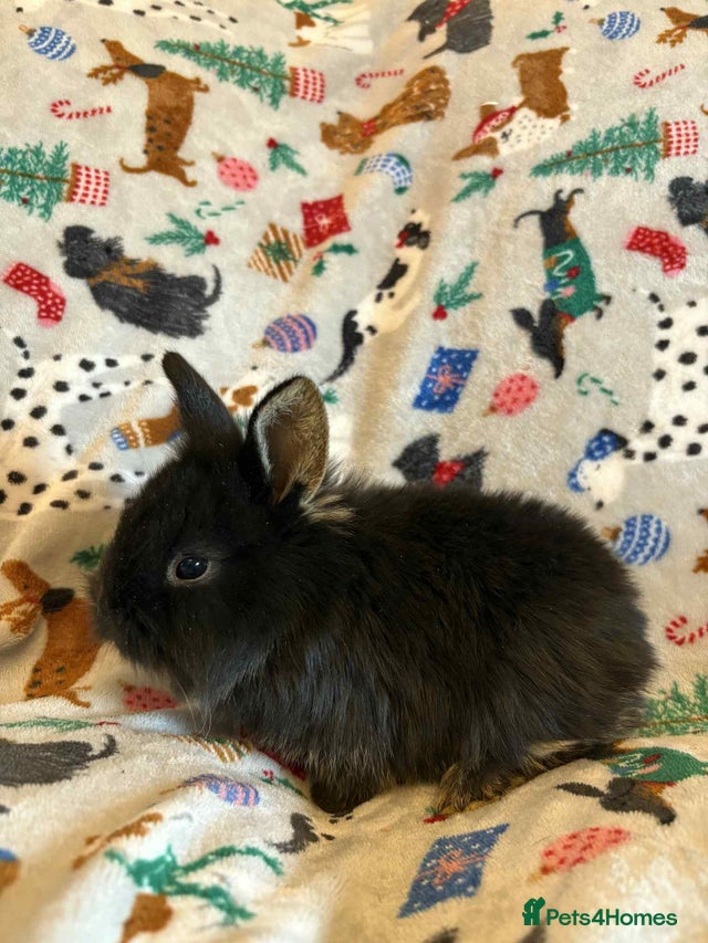 Baby rabbits ready now for sale in Tilbury | Pets4Homes