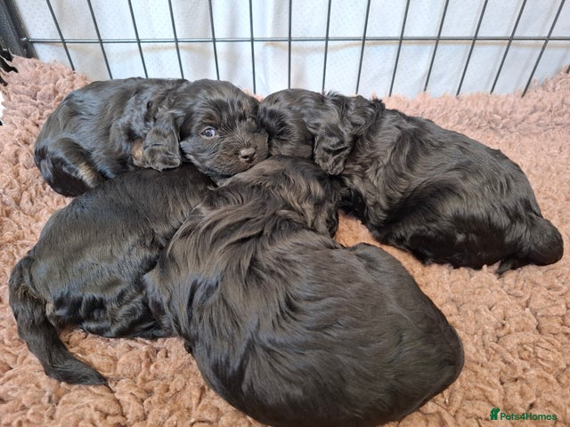 Beautiful Black and Black/Tan F1 Cavapoo puppies. for sale in ...