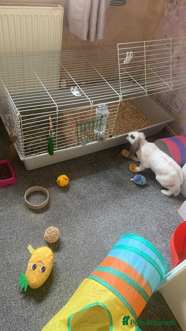 Bonnie for sale in Widnes | Pets4Homes