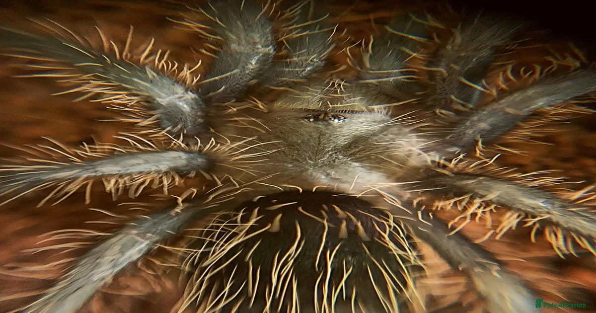 Honduran Curly Hair Tarantula for sale in Derby | Pets4Homes