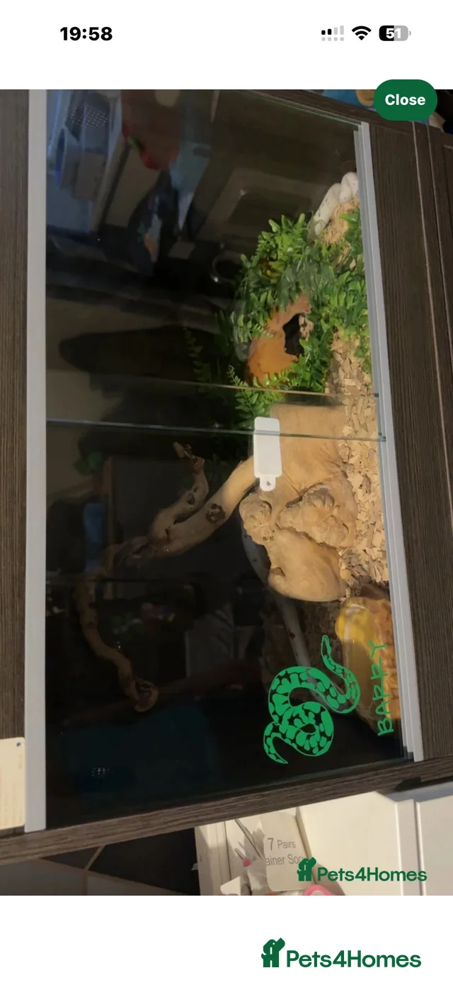 Male and female for sale in Kidderminster | Pets4Homes