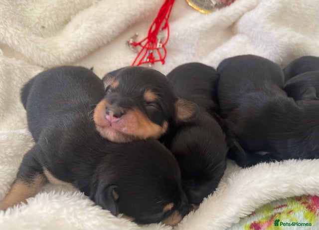 Quality Jackapoo/ Jack Russel Puppies for sale 💌 for sale in Stourport ...