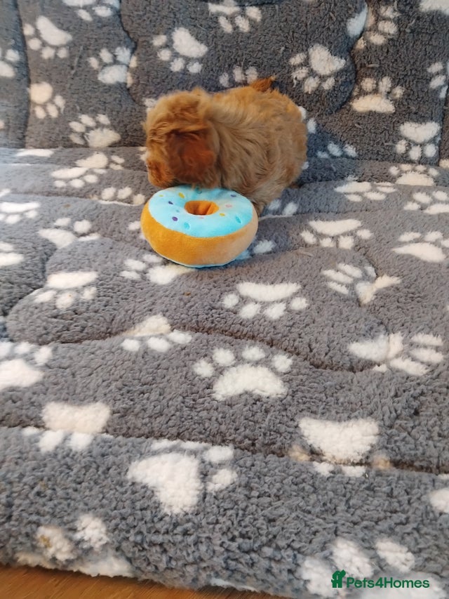 Maltipoo puppies for sale in Doncaster | Pets4Homes