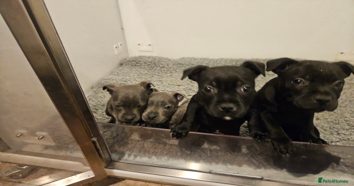 Blue and black staffy puppies for sale in Wallasey | Pets4Homes