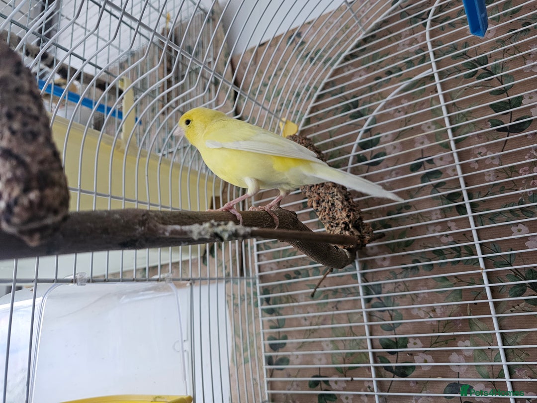 Male canary for sale in Birmingham | Pets4Homes