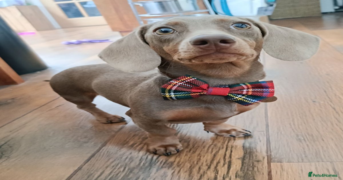 STUD: Proven Handsome Isabella Mini Daxi for stud in Hitchin | Pets4Homes