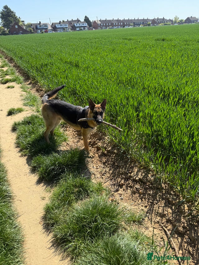 German shepherd for stud in Canterbury | Pets4Homes