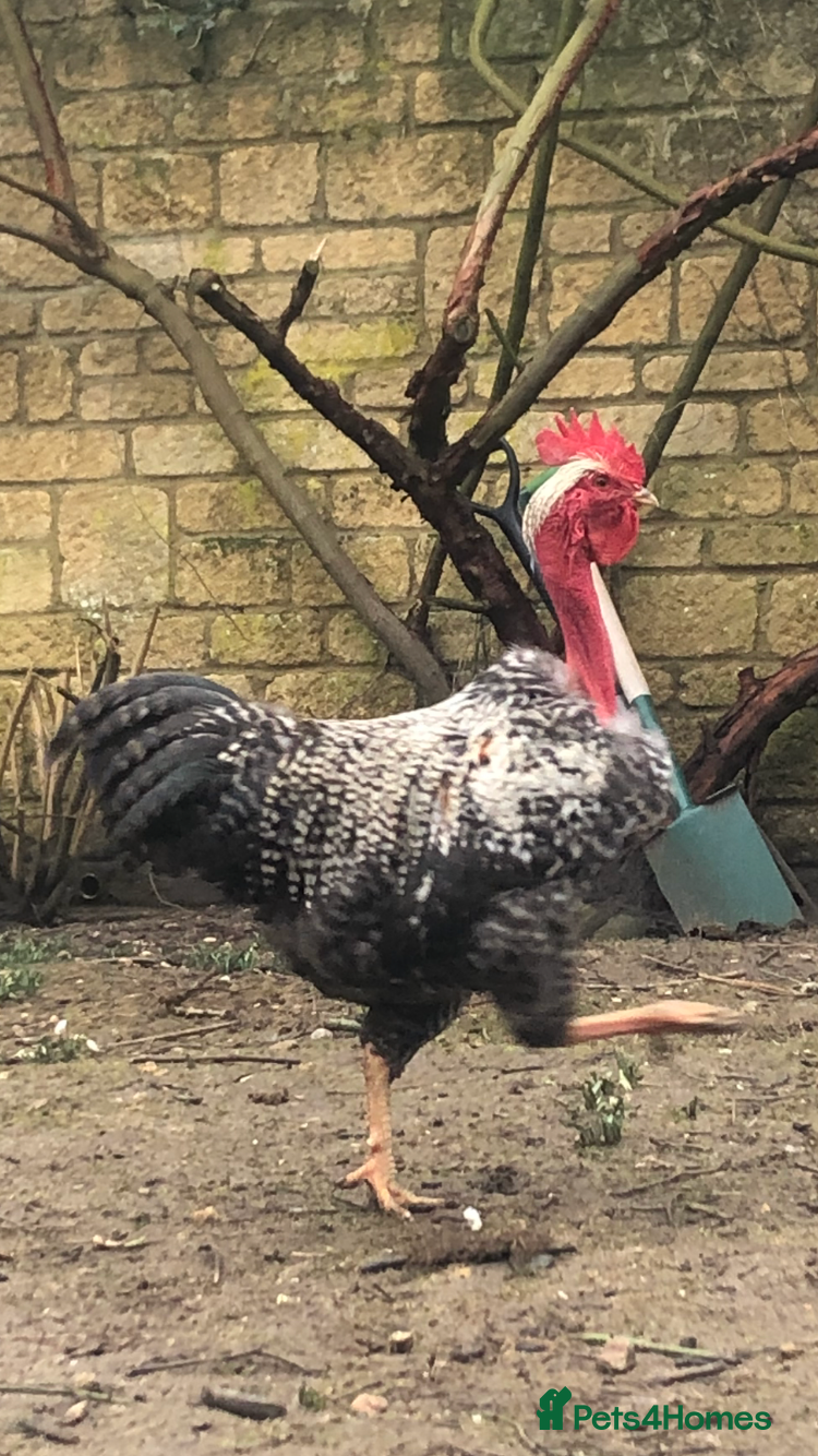 FREE Stunning Naked Neck Rooster young chicken for sale in Chipping ...