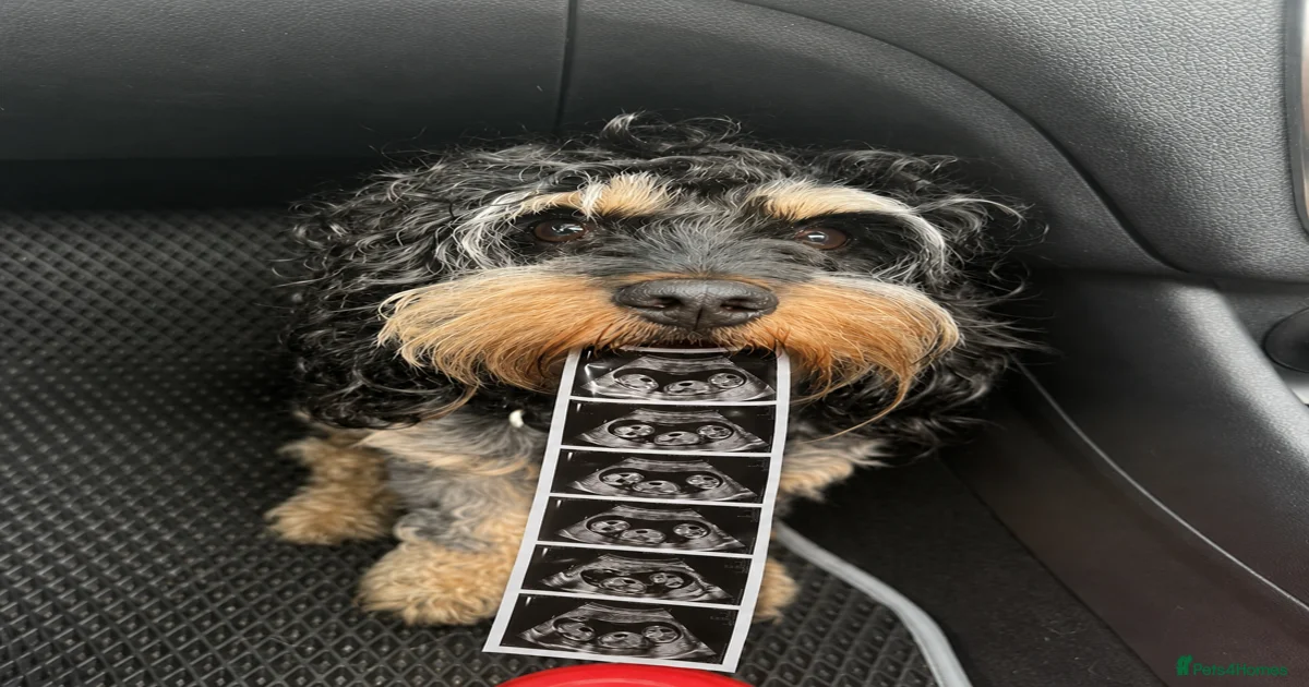 Cavapoo Puppies due 11 June 2026 waiting list open for sale in London ...