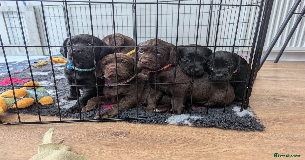 3 x cockerdor puppies available for sale in Currie | Pets4Homes