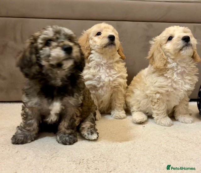 Stunning Rare Phantom True Miniature Poochons for sale in Poulton-le ...