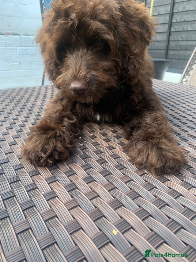 1 year old male cockapoo for sale in Exeter | Pets4Homes