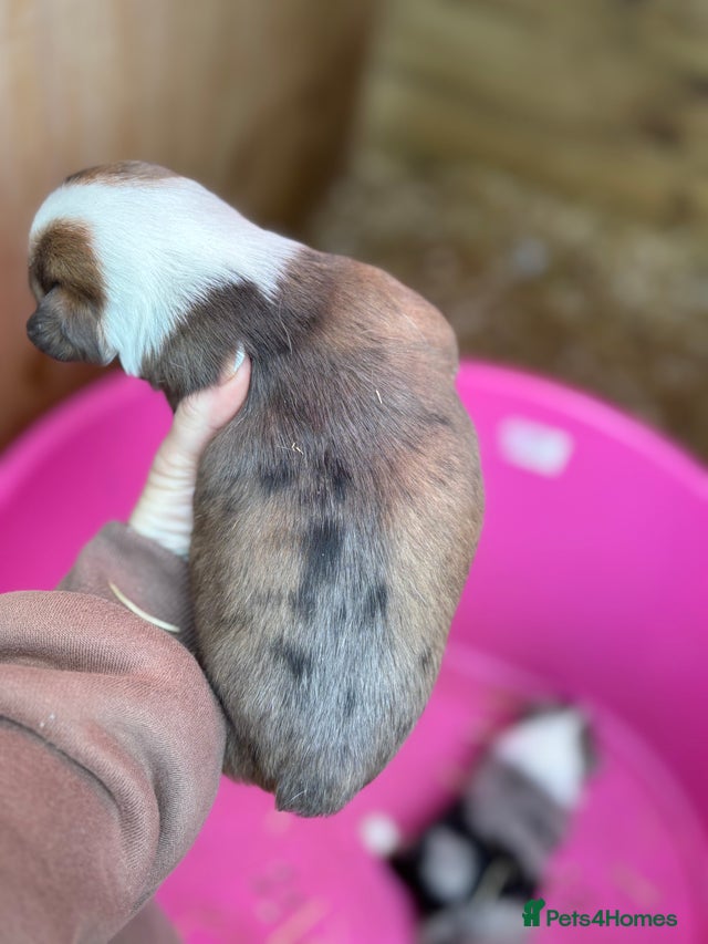 Merle Jack Russell Dog Pup for sale in Wisbech | Pets4Homes