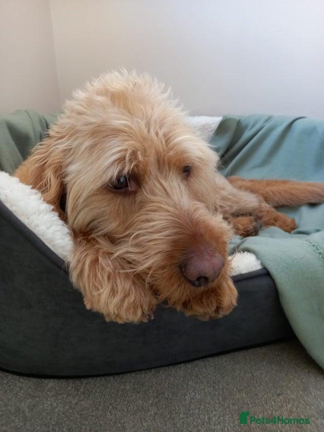 Apricot Labradoodle - Male - Buddy! for sale in Hull | Pets4Homes