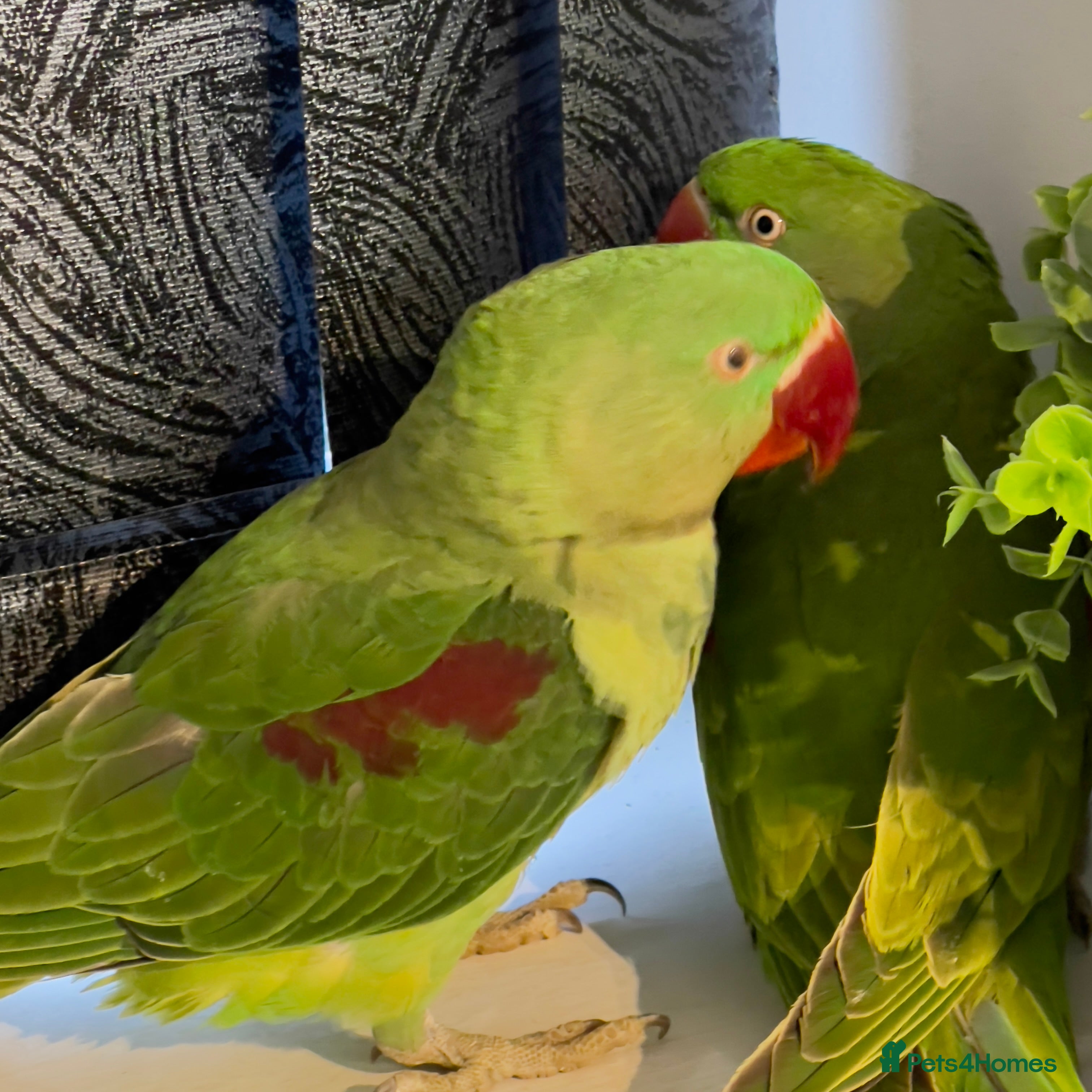 Talking Parrots birds for sale | Pets4Homes