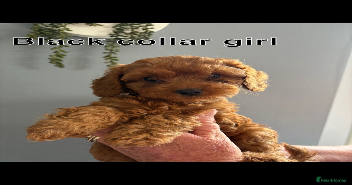 Red F1 toy cockapoo puppies for sale in Doncaster | Pets4Homes