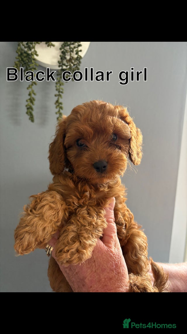 Red F1 toy cockapoo puppies for sale in Doncaster | Pets4Homes