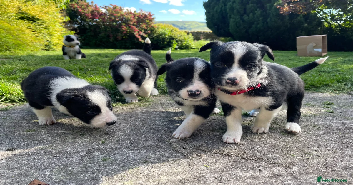 Border Collie Puppies for sale in England | Pets4Homes