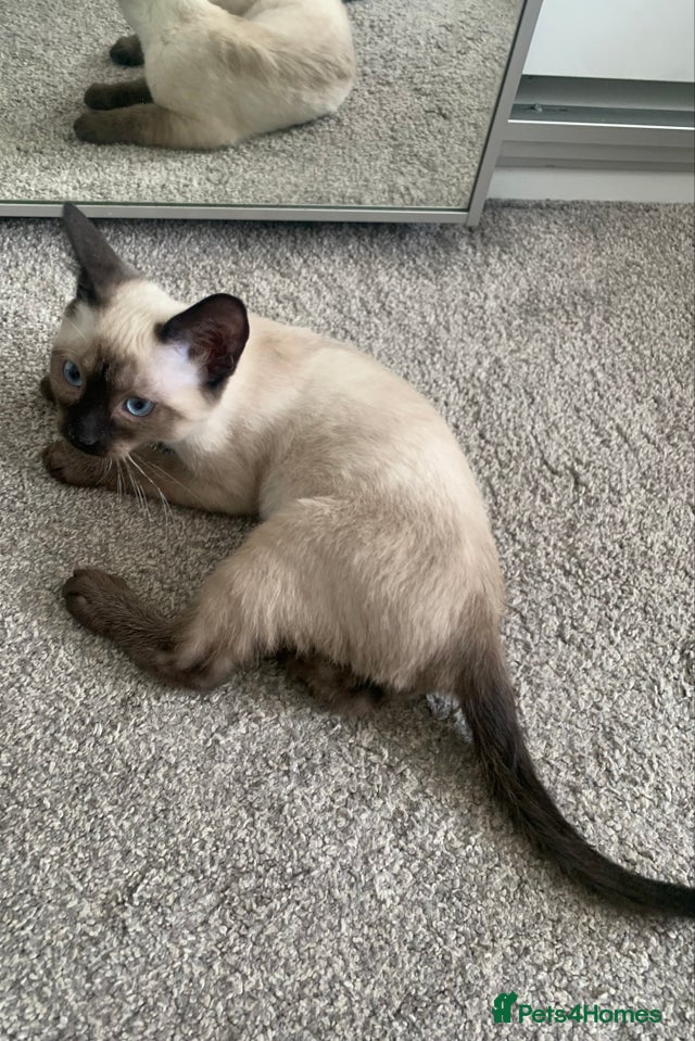 Beautiful Siamese boy ready to leave for sale in Solihull | Pets4Homes