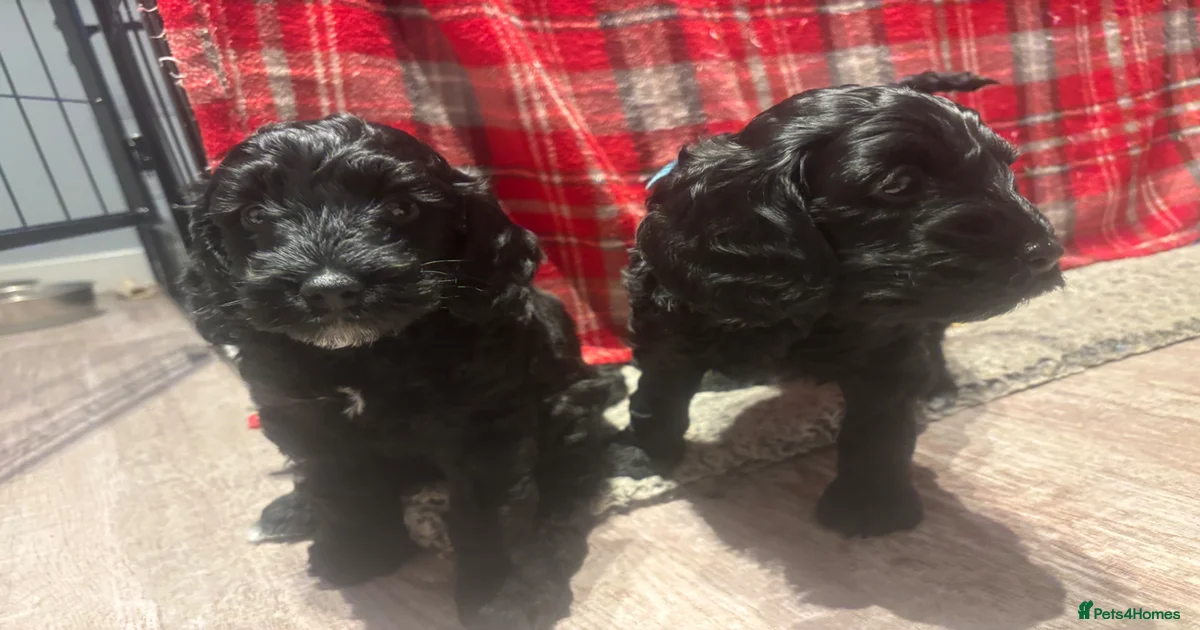 Cockapoo Puppies for sale | Pets4Homes