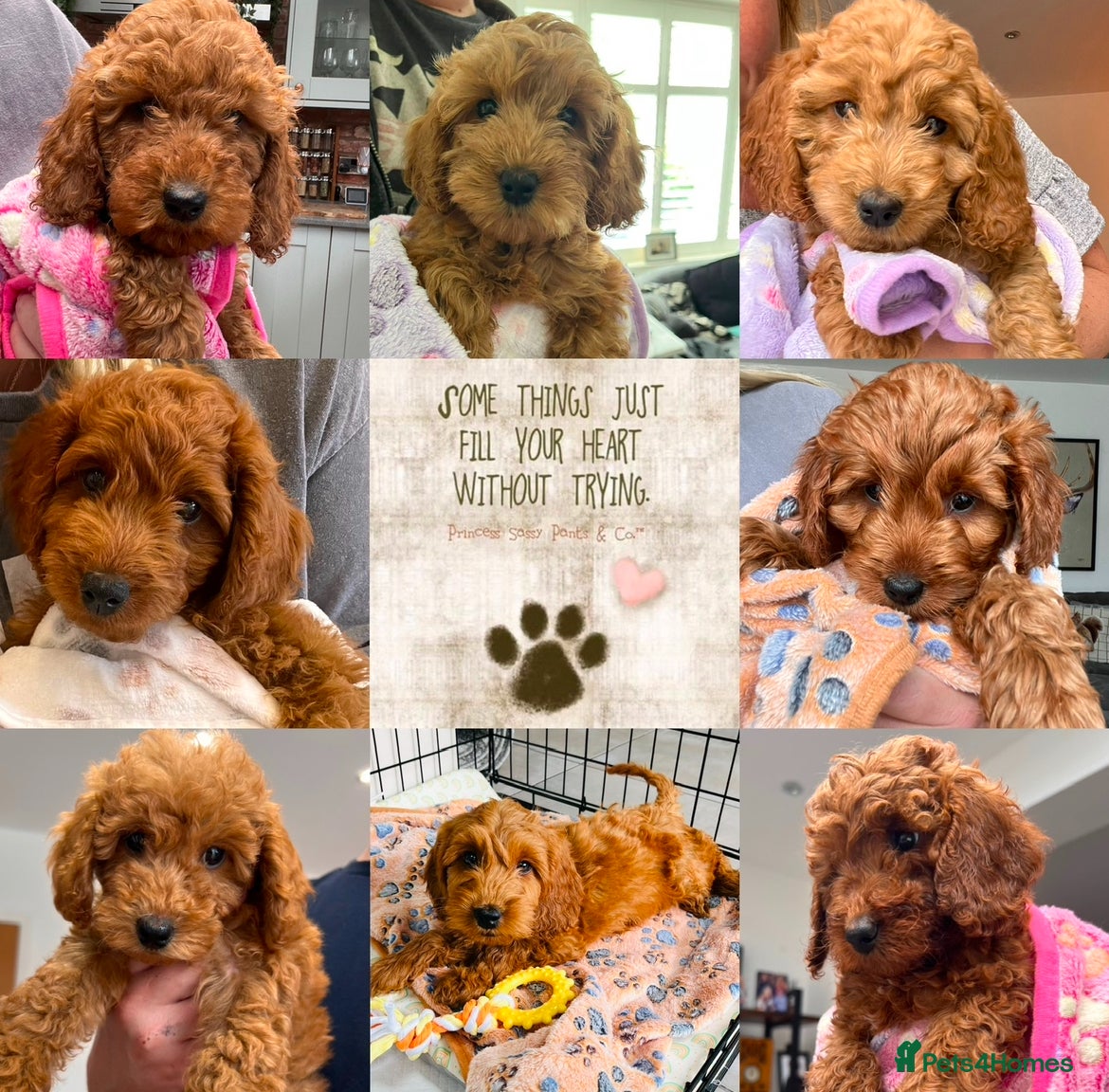 F1B Cockapoo puppies for sale in Warrington | Pets4Homes