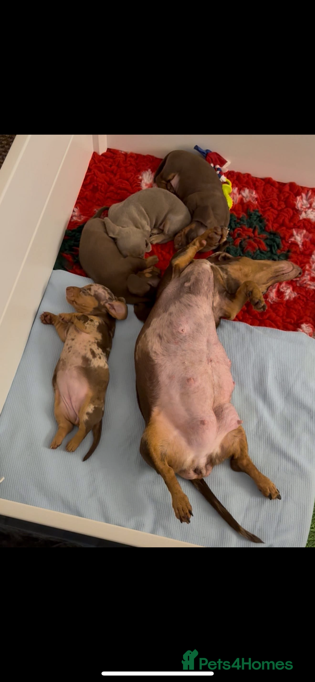 Male puppy for sale in Tonypandy | Pets4Homes