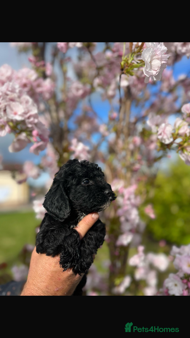 ⭐️⭐️⭐️⭐️⭐️ F1 miniature cockapoo puppies for sale in Ingatestone ...