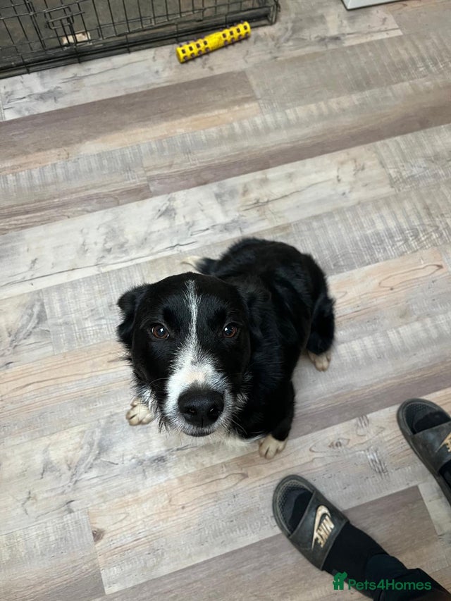 Male Border Collie X Labradoodle for Sale for sale in Oswestry | Pets4Homes