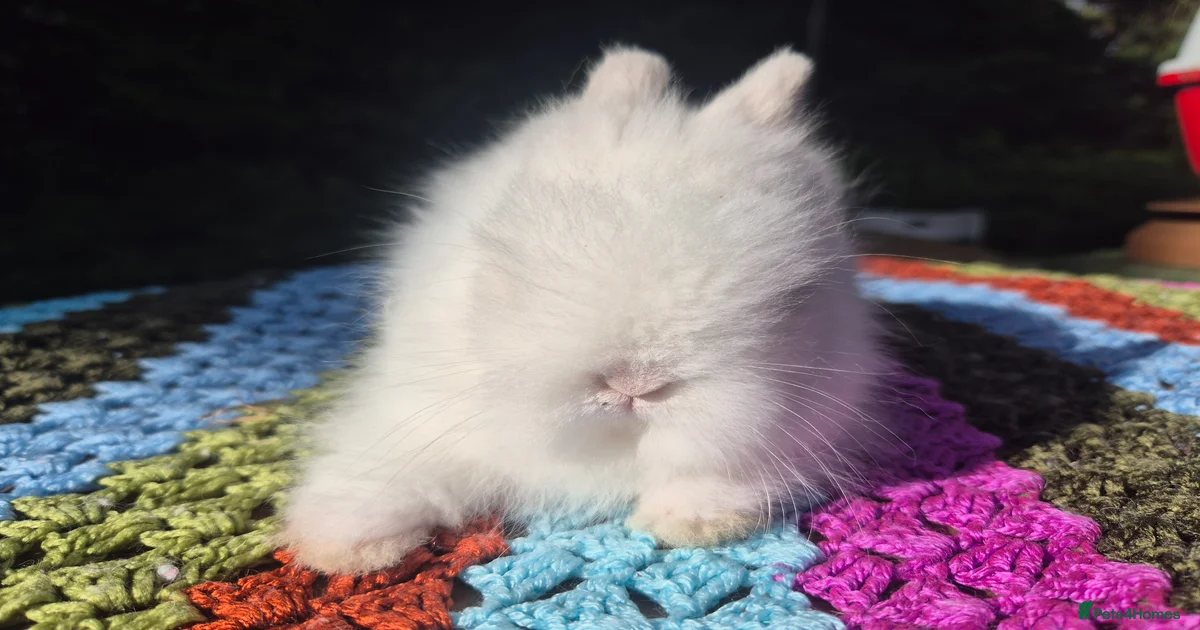 Angora Rabbits for sale | Pets4Homes