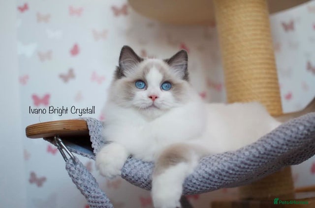 Top European Ragdoll Kittens for sale in Edinburgh | Pets4Homes