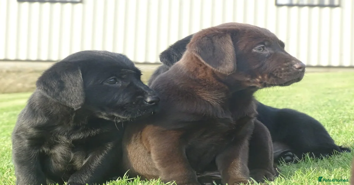 Black labrador Labrador Retriever Puppies for sale | Pets4Homes