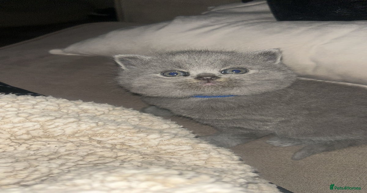 Beautiful British Blue Shorthair Kittens for sale in Blackpool | Pets4Homes