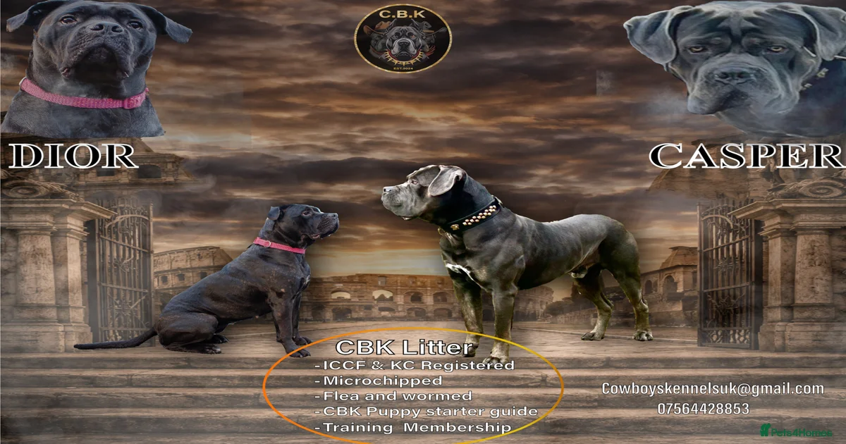 Well bred cane corso dogs Pets & Animals for sale | Pets4Homes