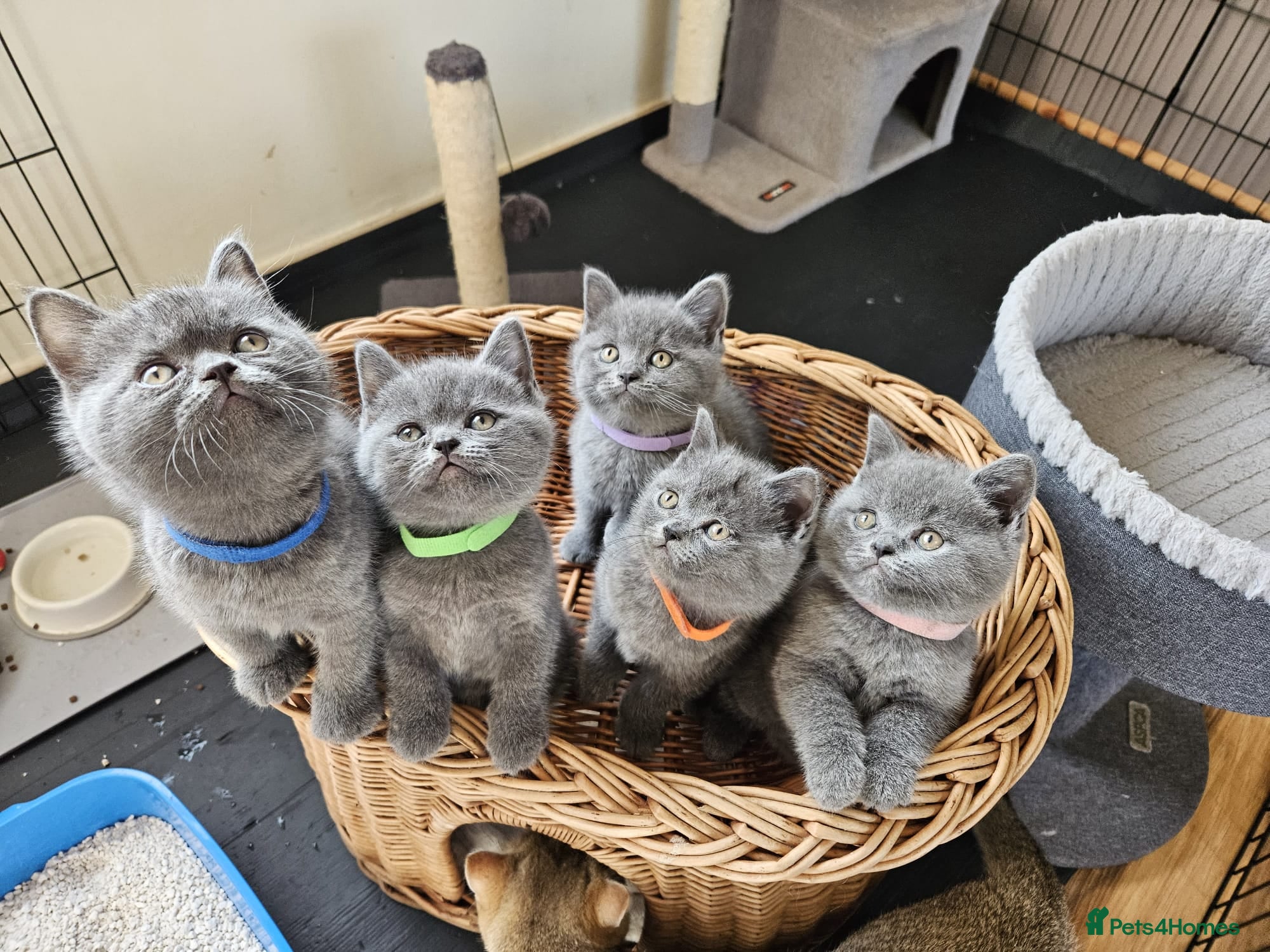 British Shorthair Kittens Full Pedigree Parents for sale in ...