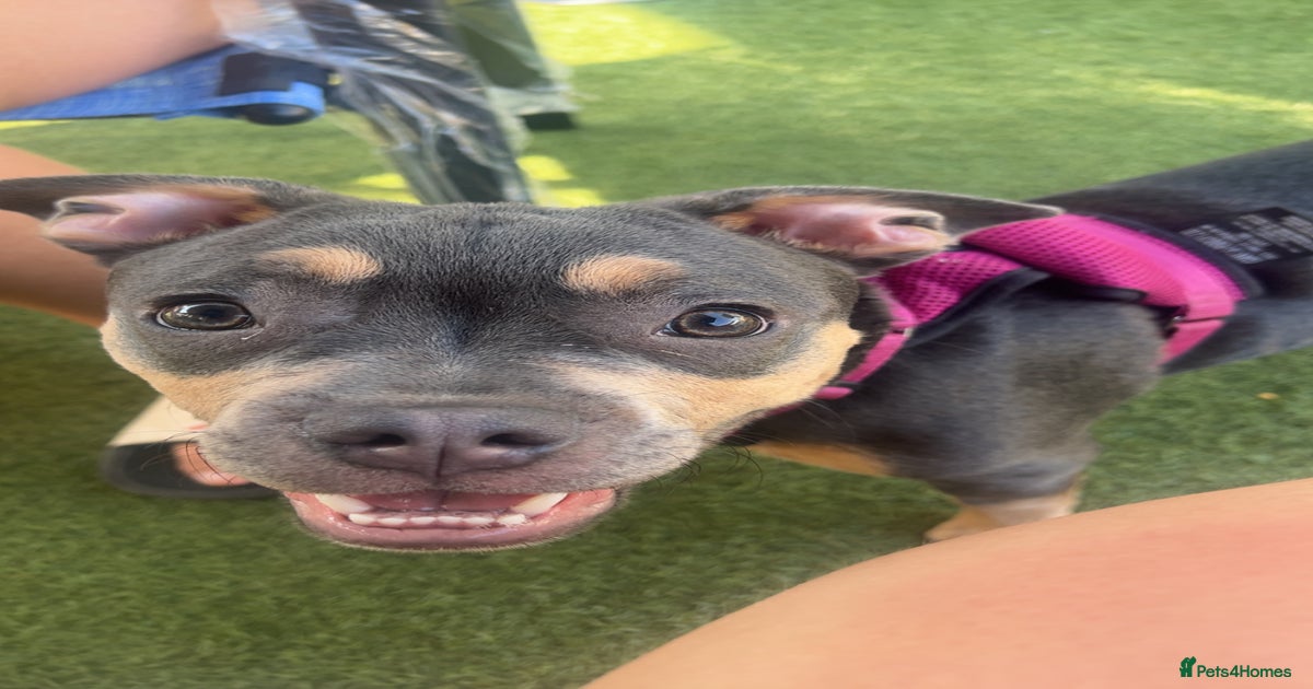 Frenchie X Staffy for sale in Port Talbot | Pets4Homes