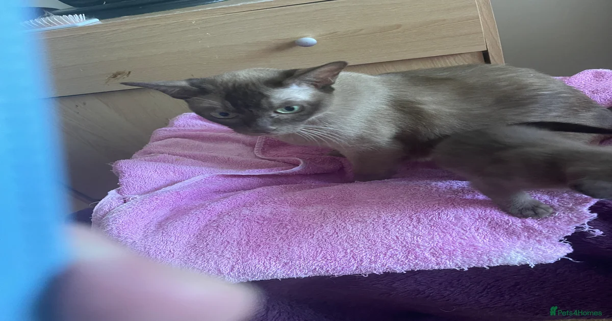 Burmese Kittens for sale | Pets4Homes