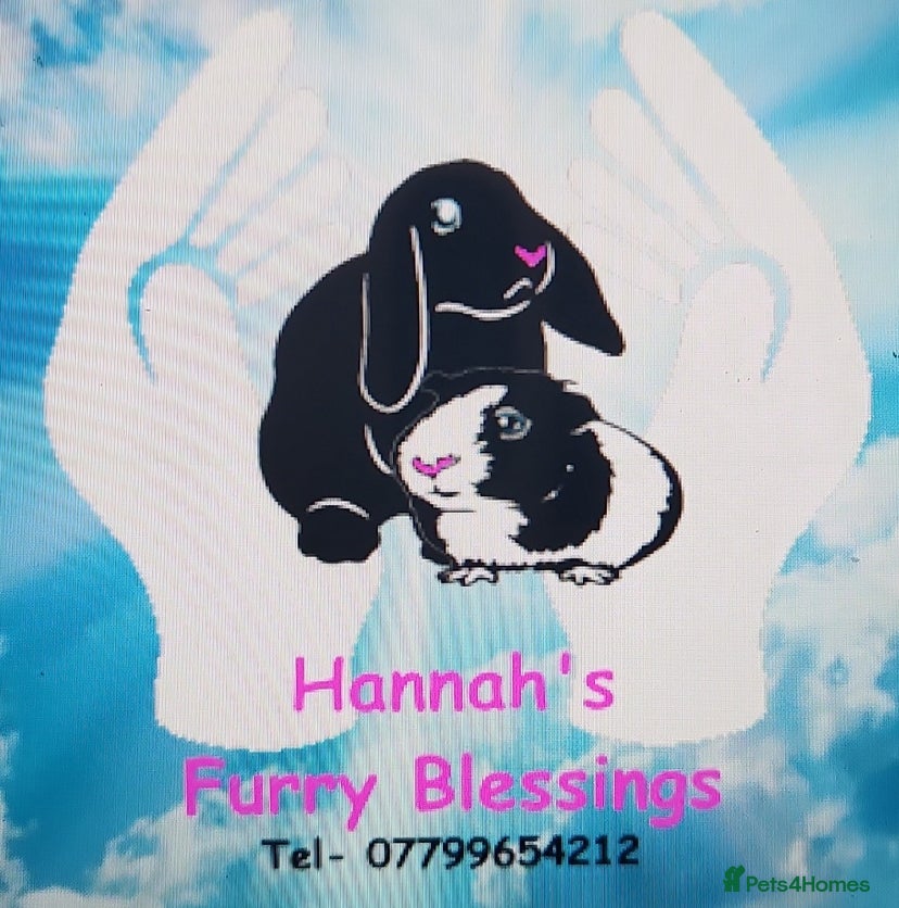 Rabbits for sale | Pets4Homes